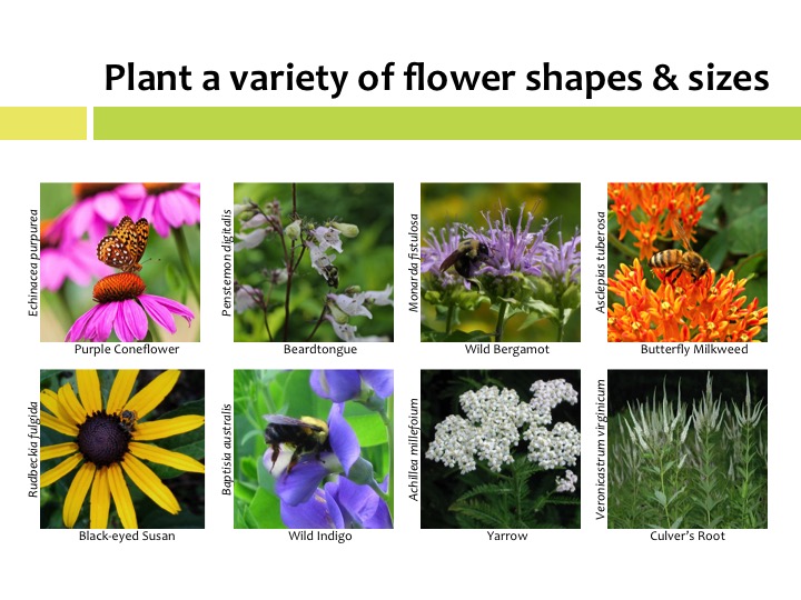 Designing Pollinator-Friendly Landscapes | Pollinator Gardens.org